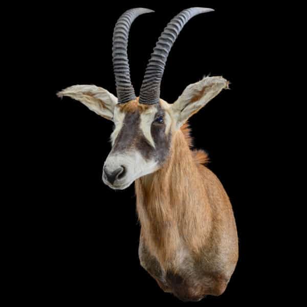 ROAN Taxidermy South Africa | Get ROAN Trophy Mount Quote