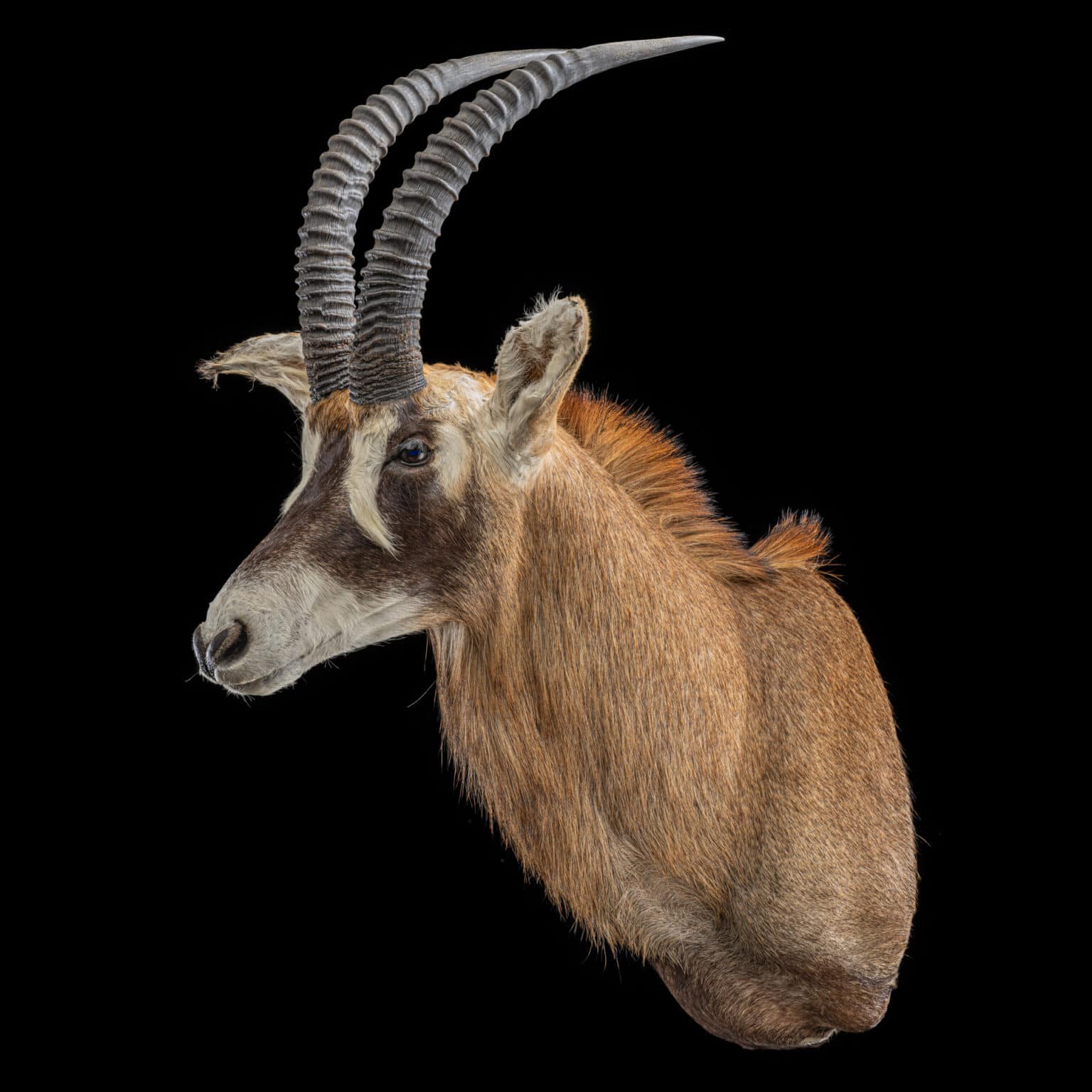 ROAN Taxidermy South Africa | Get ROAN Trophy Mount Quote