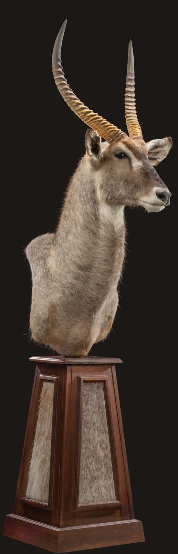 WATERBUCK Taxidermy South Africa | WATERBUCK Trophy Quote