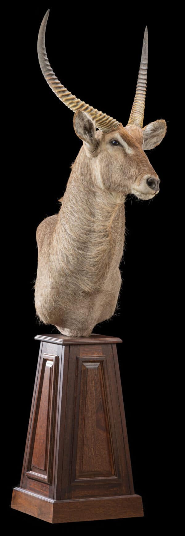 WATERBUCK Taxidermy South Africa | WATERBUCK Trophy Quote