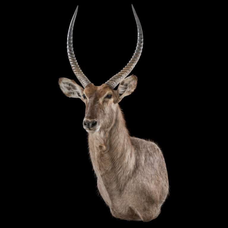 WATERBUCK Taxidermy South Africa | WATERBUCK Trophy Quote