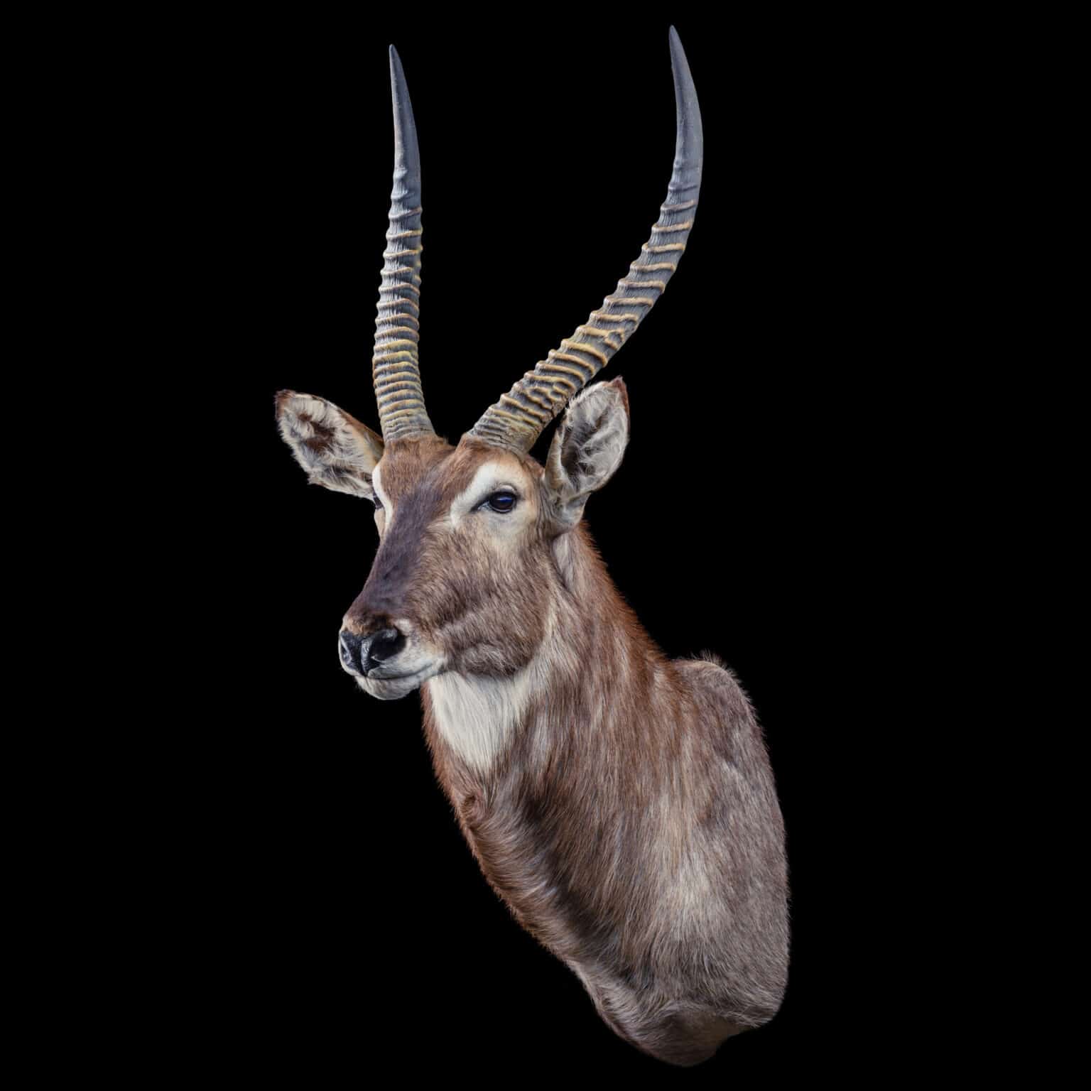 WATERBUCK Taxidermy South Africa | WATERBUCK Trophy Quote