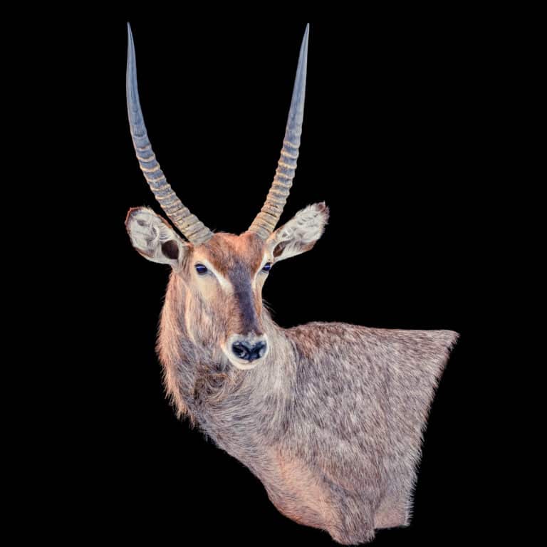 WATERBUCK Taxidermy South Africa | WATERBUCK Trophy Quote