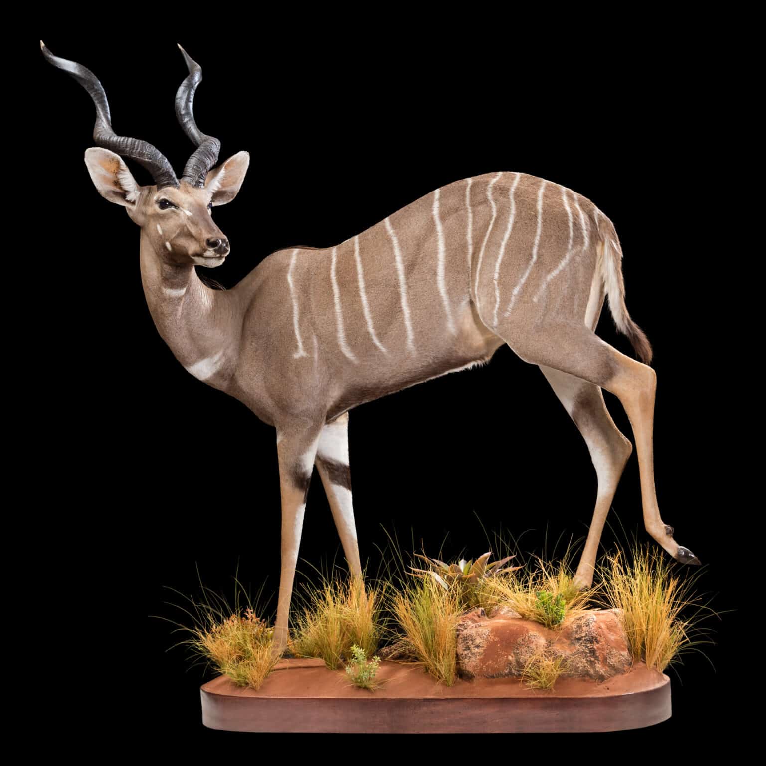 Best KUDU Taxidermy South Africa | Get KUDU Trophy Quote